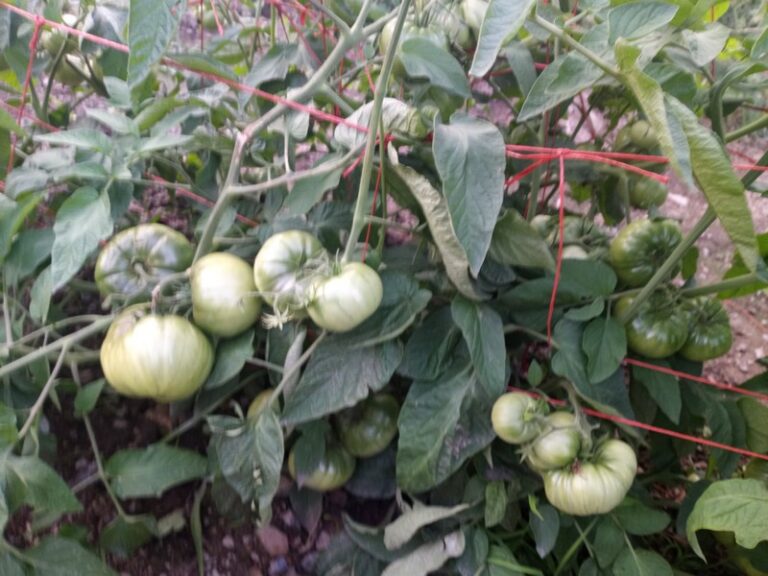 3 Different Tomato Leaf Types Potato, Regular, And Rugose by Bounty ...