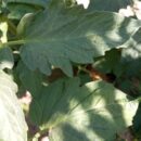 3 Different Tomato Leaf Types Potato, Regular, And Rugose by Bounty ...
