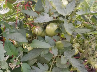3 Different Tomato Leaf Types Potato, Regular, And Rugose by Bounty ...
