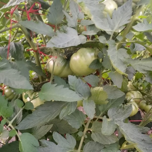 3 Different Tomato Leaf Types Potato, Regular, And Rugose by Bounty ...