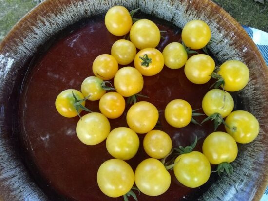 Top 10 Well Known Breeder Tomatoes By Bounty Hunter Seeds!