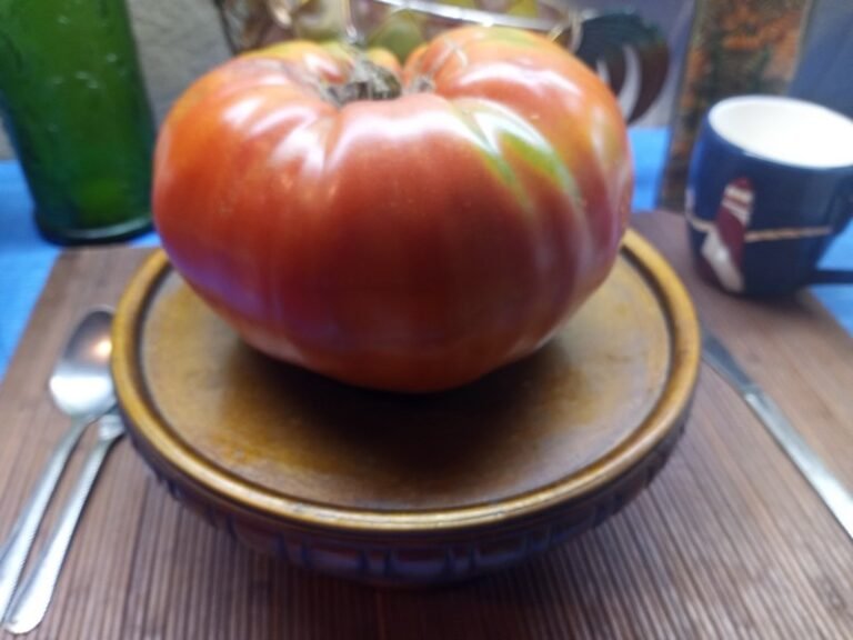Australian Beauty Tomato A Rare Organic Large Red Heirloom Tomato ...