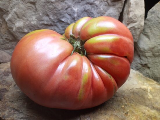 5 Best Rare Heirloom Tomatoes From 2021 By Bounty Hunter Seeds!