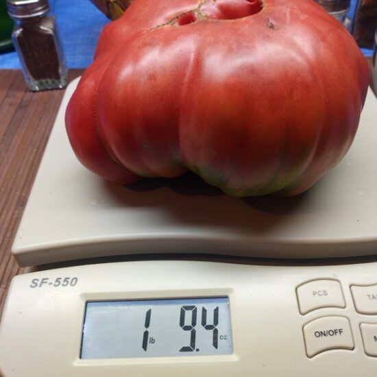 5 Great Low Acidic Tomatoes From 2021 By Bounty Hunter Seeds!