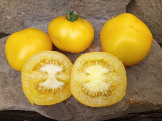 5 Great Low Acidic Tomatoes From 2021 By Bounty Hunter Seeds!