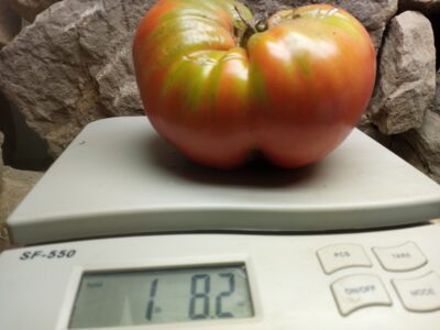 5 Best Rare Heirloom Tomatoes From 2021 By Bounty Hunter Seeds!