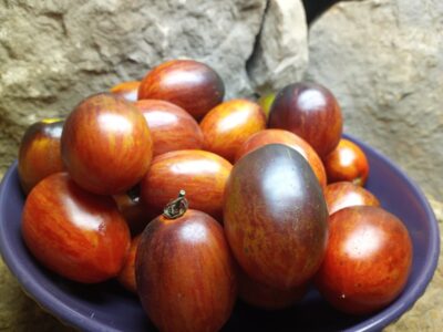 Top 5 Anthocyanins Tomatoes By Bounty Hunter Seeds!