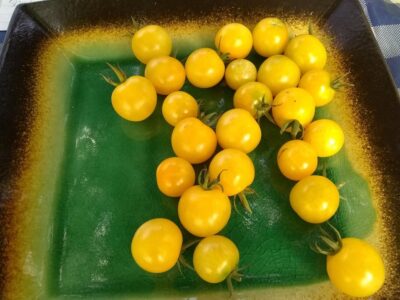 5 Great Low Acidic Tomatoes From 2021 By Bounty Hunter Seeds!