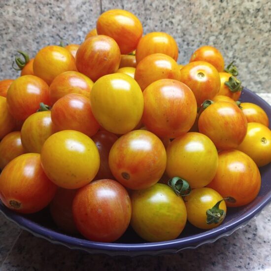 Top 5 Sweetest Cherry Tomatoes By Bounty Hunter Seeds!