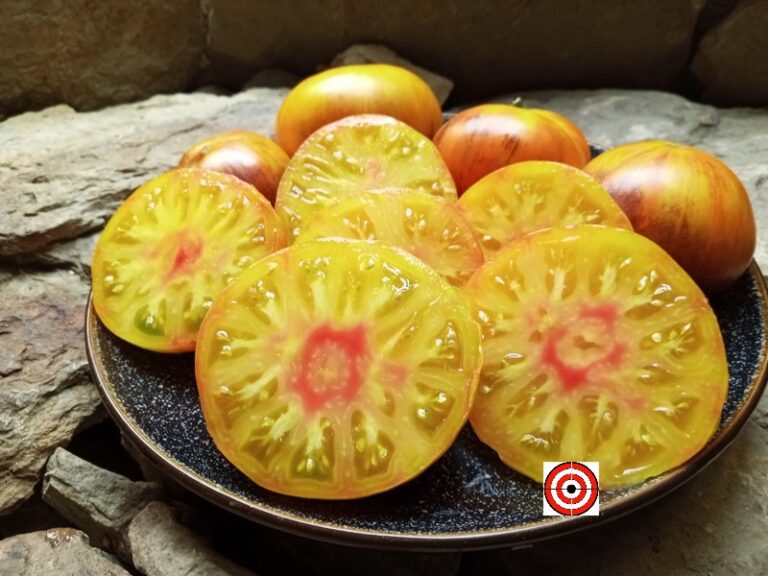 Alice's Dream Tomato-Bounty Hunter Seeds-Rare Heirloom Seeds
