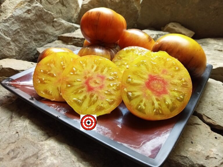 Alice's Dream Tomato-Bounty Hunter Seeds-Rare Heirloom Seeds