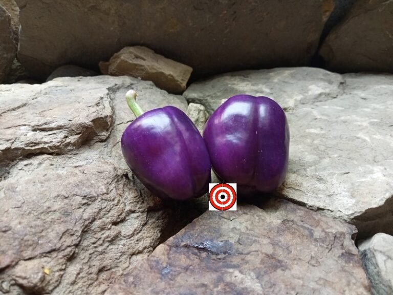 Amethyst Pepper-Bounty Hunter Seeds-Rare Pepper Seeds