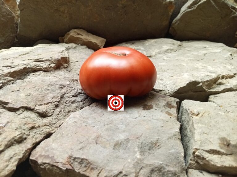 Brutus Magnum Tomato-Bounty Hunter Seeds-Rare Heirlooms