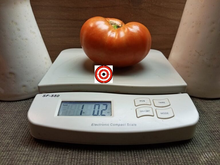 Believe It Or Not Tomato-Heirloom Seeds-Bounty Hunter Seeds