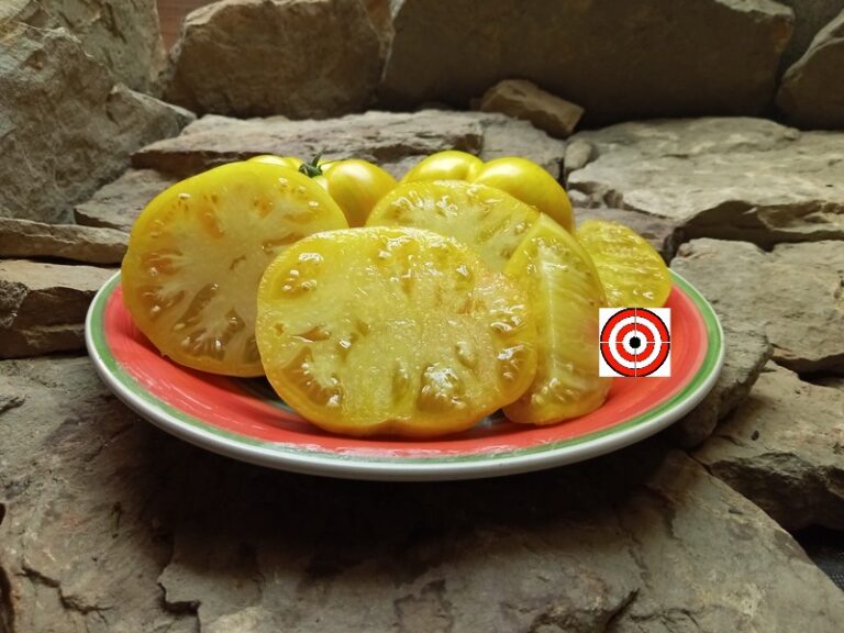 Big Yellow Zebra Tomato-Heirloom Seeds-Bounty Hunter Seeds