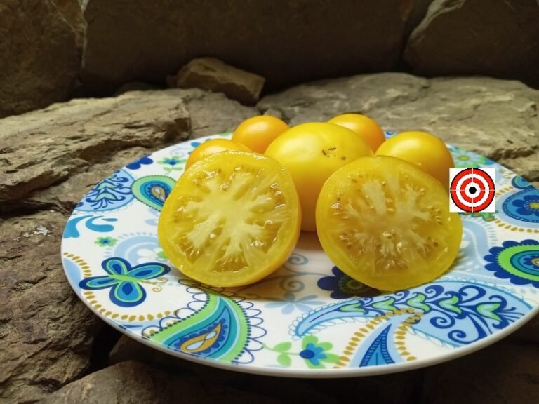 Blonde Boar Tomato-Brad Gates Tomatoes-Bounty Hunter Seeds