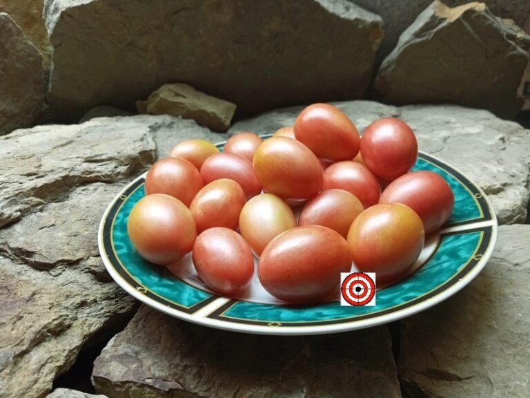 Candy Sweet Icicle Tomato-Brad Gates Seed-Bounty Hunter Seeds