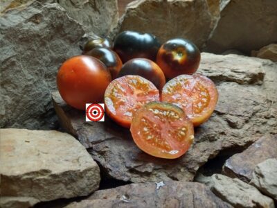 Cascade Village Blue Tomato-Tom Wagner-Bounty Hunter Seeds