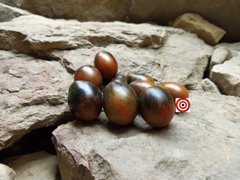 Black Keyes Tomato-Dean Slater Seeds-Bounty Hunter Seeds