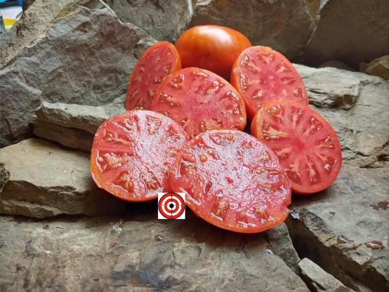 Carol Chyko's Big Paste Tomato-Heirlooms-Bounty Hunter Seeds!