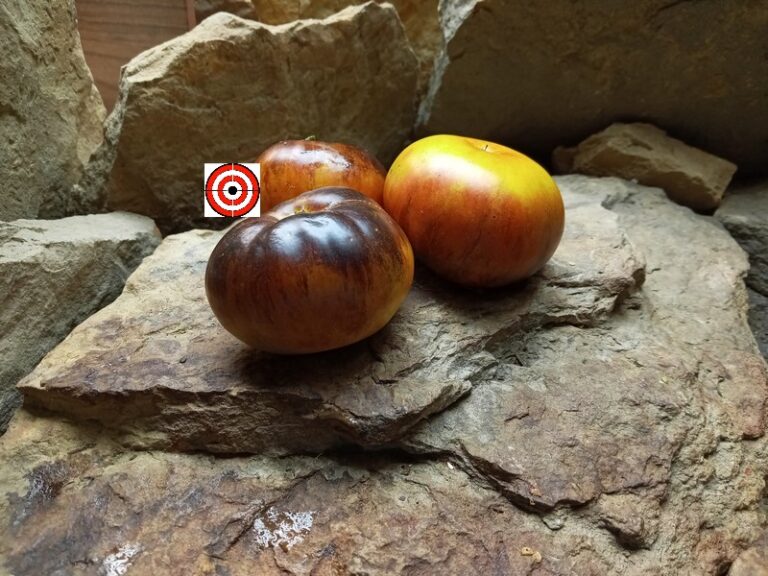 Alice's Dream Tomato-Bounty Hunter Seeds-Rare Heirloom Seeds