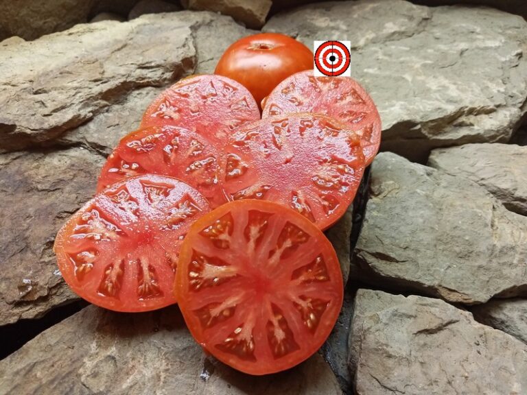 Carol Chyko's Big Paste Tomato-Heirlooms-Bounty Hunter Seeds!