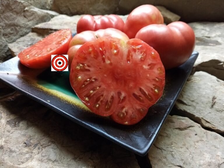 Brandywine Pink Tomato-Heirloom Tomatoes-Bounty Hunter Seeds