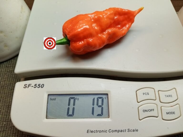 Wartryx Stretch Pepper-Bounty Hunter Seeds-Super Hot Peppers