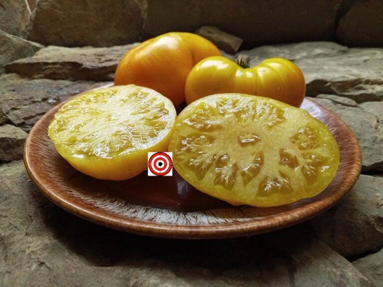 Yellow Radiance Tomato-Brad Gates Seeds-Bounty Hunter Seeds!