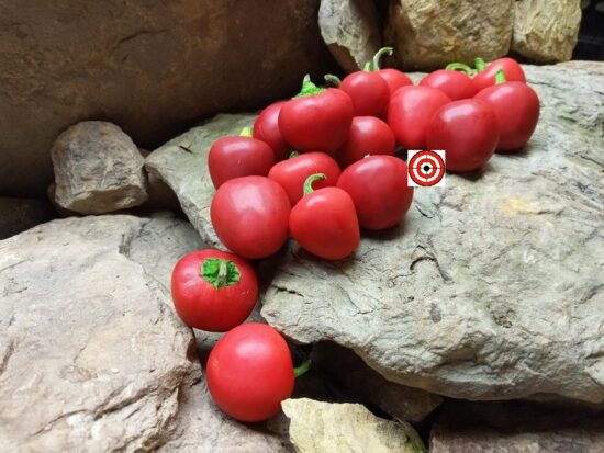 Cherry Hot (Cherry Bomb) Pepper-Mild -Bounty Hunter Seeds