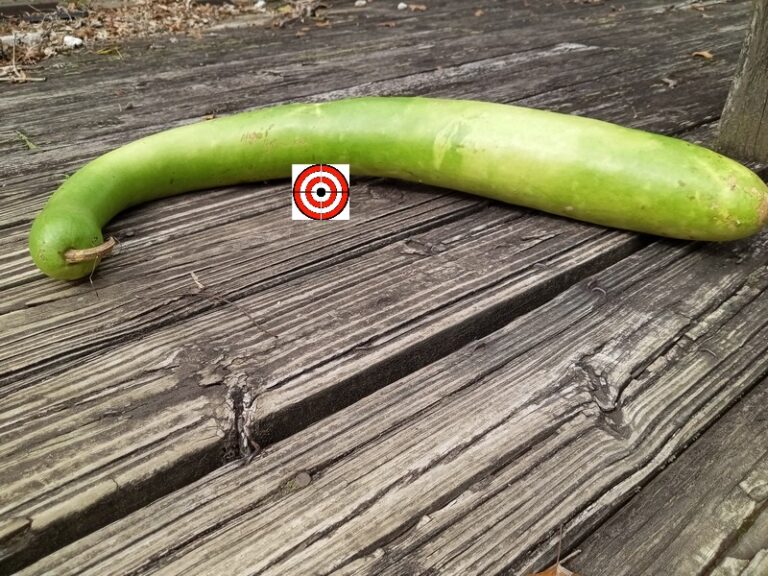 Cucuzzi Snake Gourd - Bounty Hunter Seeds - Heirloom Seeds