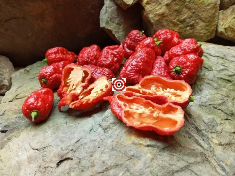 Death Spiral Pepper-Bounty Hunter Seeds-Rare Heirloom Seeds