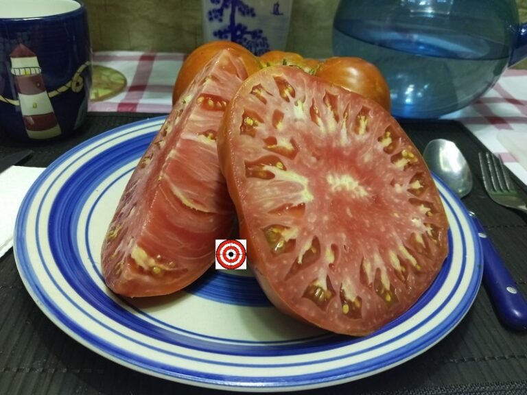 Delicious Hunt's Strain Tomato- Heirloom- Bounty Hunter Seeds