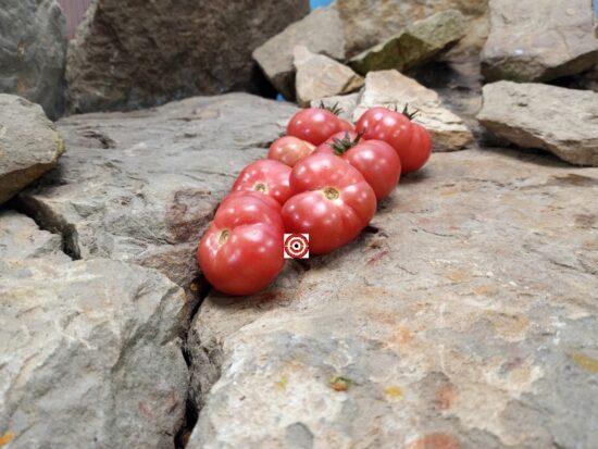 Dwarf Johnson's Cherry Tomato - Heirlooms-Bounty Hunter Seeds