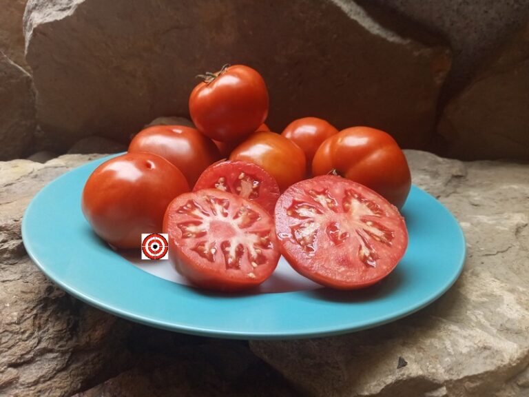 Early Girl F3 Tomato-Bounty Hunter Seeds-Heirloom Tomato Seeds