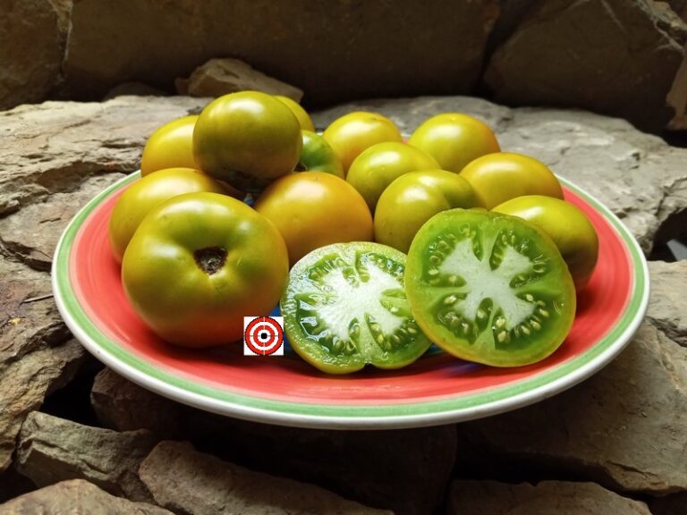 Green Martian Dwarf Tomato-Bounty Hunter Seeds- Rare Seeds