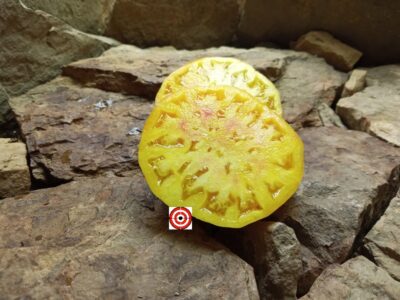 Holyland Yellow Strain Tomato-Rare Seeds-Bounty Hunter Seeds!