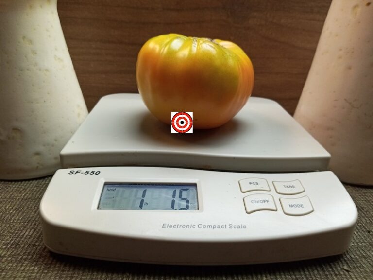 Holyland Yellow Strain Tomato-Rare Seeds-Bounty Hunter Seeds!
