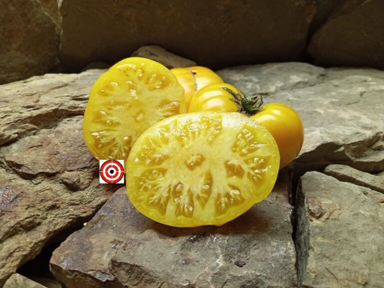 Yellow Radiance Tomato-Brad Gates Seeds-Bounty Hunter Seeds!