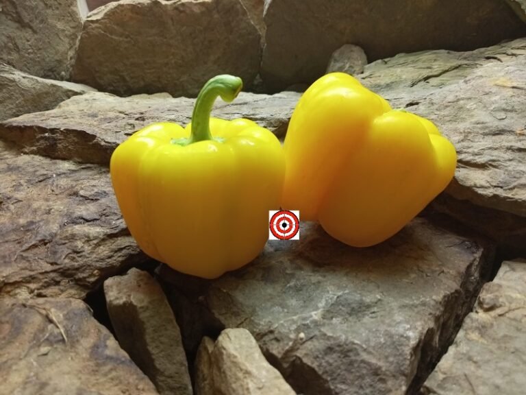 Sunbright Pepper-Bounty Hunter Seeds-Heirloom Pepper Seeds