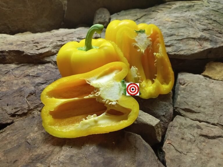 Sunbright Pepper-Bounty Hunter Seeds-Heirloom Pepper Seeds