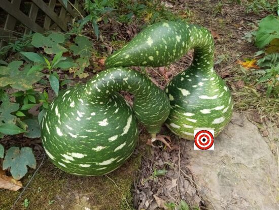 Speckled Swan Gourd - Bounty Hunter Seeds - Heirloom Seeds