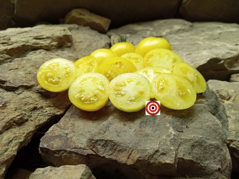 Sweet Splash Electra Tomato-Heirlooms-Bounty Hunter Seeds
