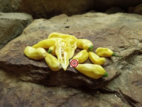 Devil's Tongue White Pepper-Bounty Hunter Seeds-Rare Heirlooms