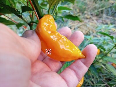 Devil's Tongue Yellow Pepper-Bounty Hunter Seeds-Pepper Seeds