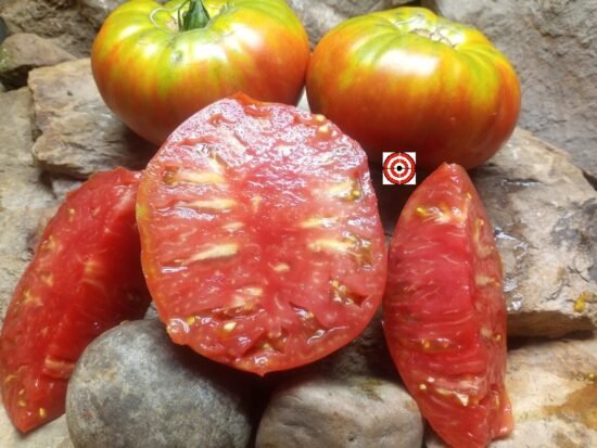 Macs Pride RL Tomato-Bounty Hunter Seeds-Rare Heirloom Seeds