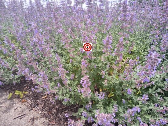 Blue Queen Salvia Flower-Seeds for Sale Bounty Hunter Seeds