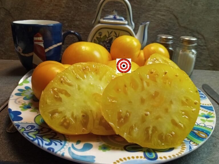 Pineapple Pig Tomato-Bounty Hunter Seeds-Heirloom Tomatoes