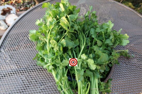 Cilantro Slow Bolt (Whole Seeds)-Bounty Hunter Seeds-Heirlooms