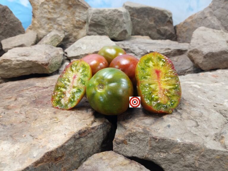 Copperhead Dwarf Tomato-Heirlooms- Bounty Hunter Seeds